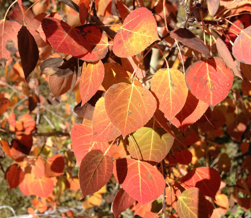 Ken's Photo Gallery: Quaking Aspen (Populus tremuloides)