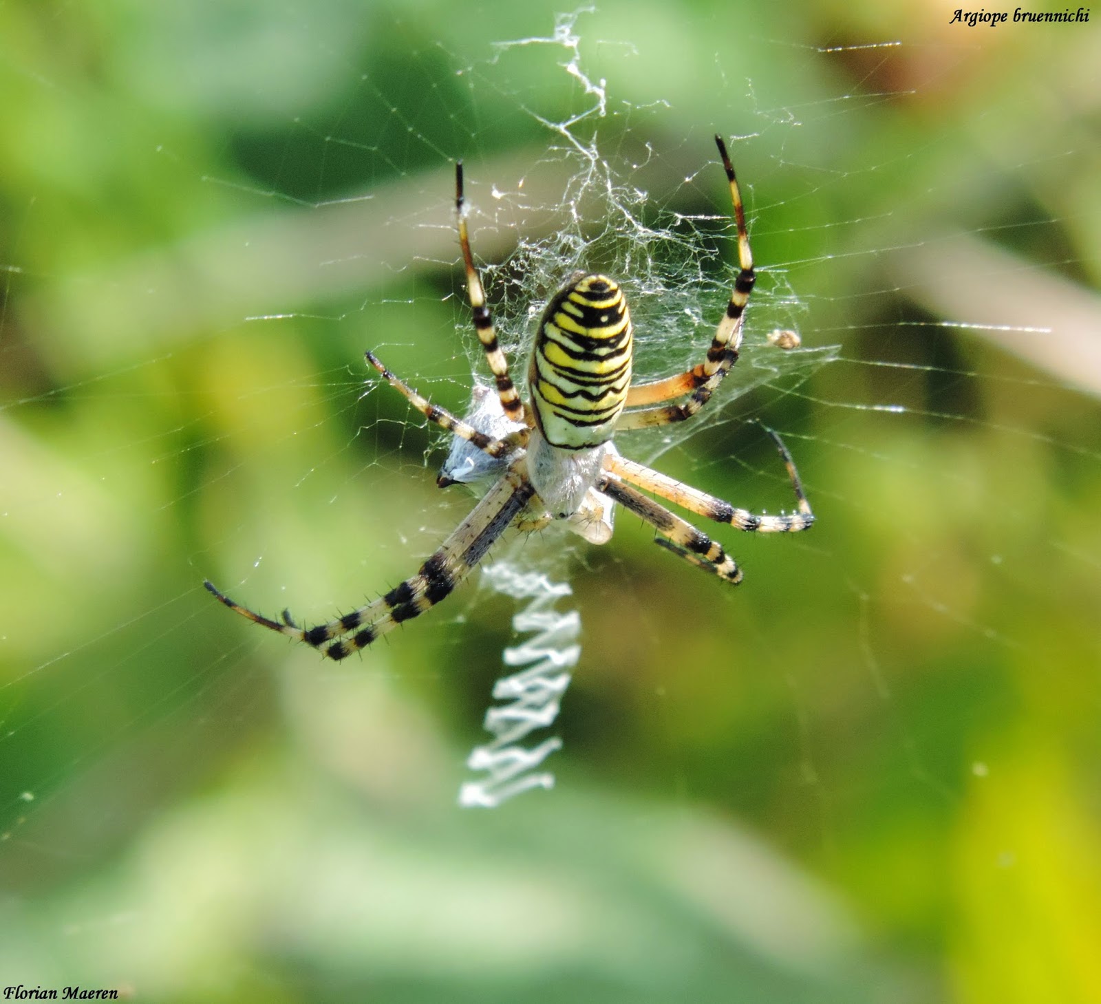 Ambiance Nature - Photographies: Les arachnides