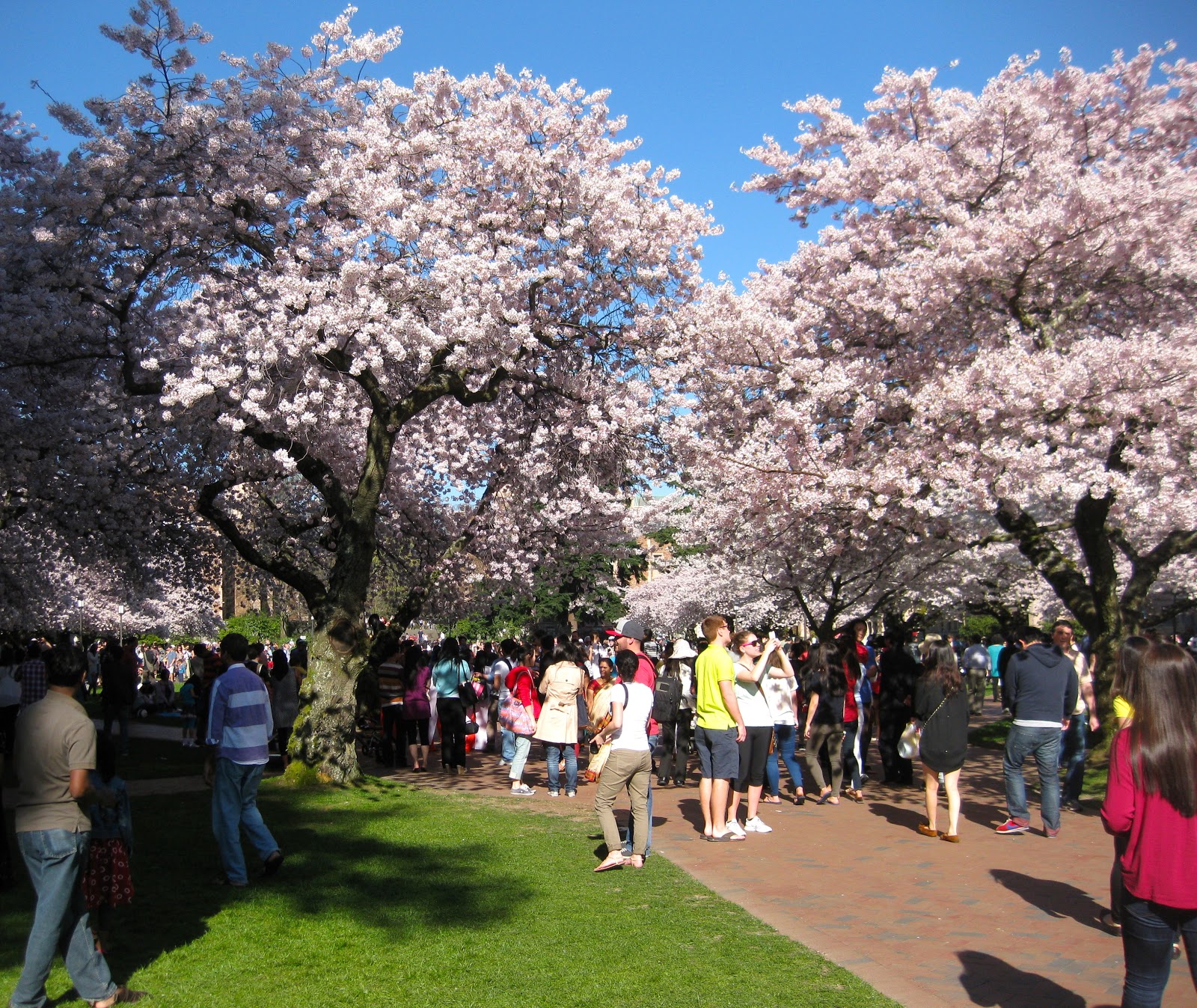 Seattle Japanese Garden Community Blog: Sakura Hanami 2013 at UW campus