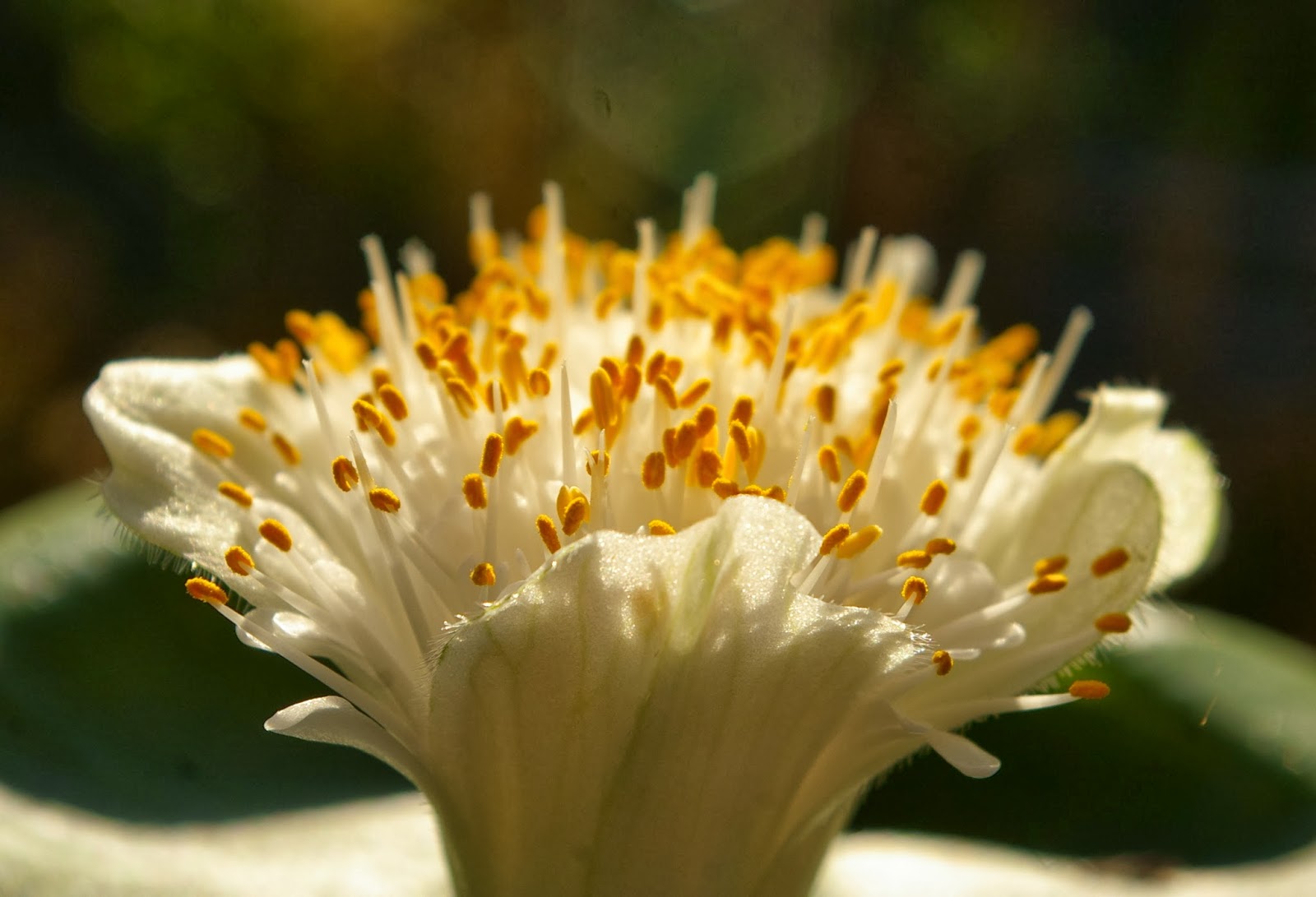 John Grimshaw's Garden Diary: Haemanthus deformis