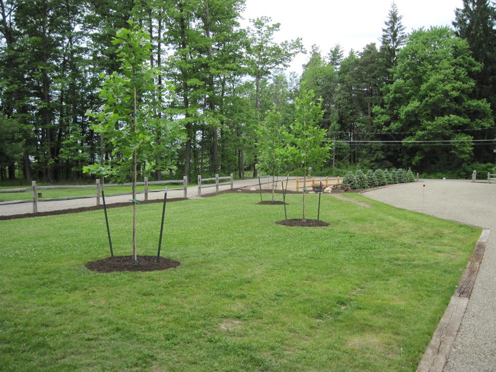 Too Many Tomatoes : The Tree We Planted Twice