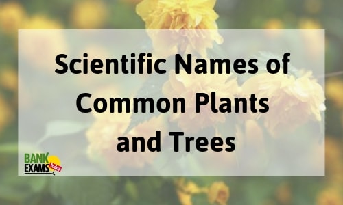 Scientific Names of Common Plants and Trees | Csslord