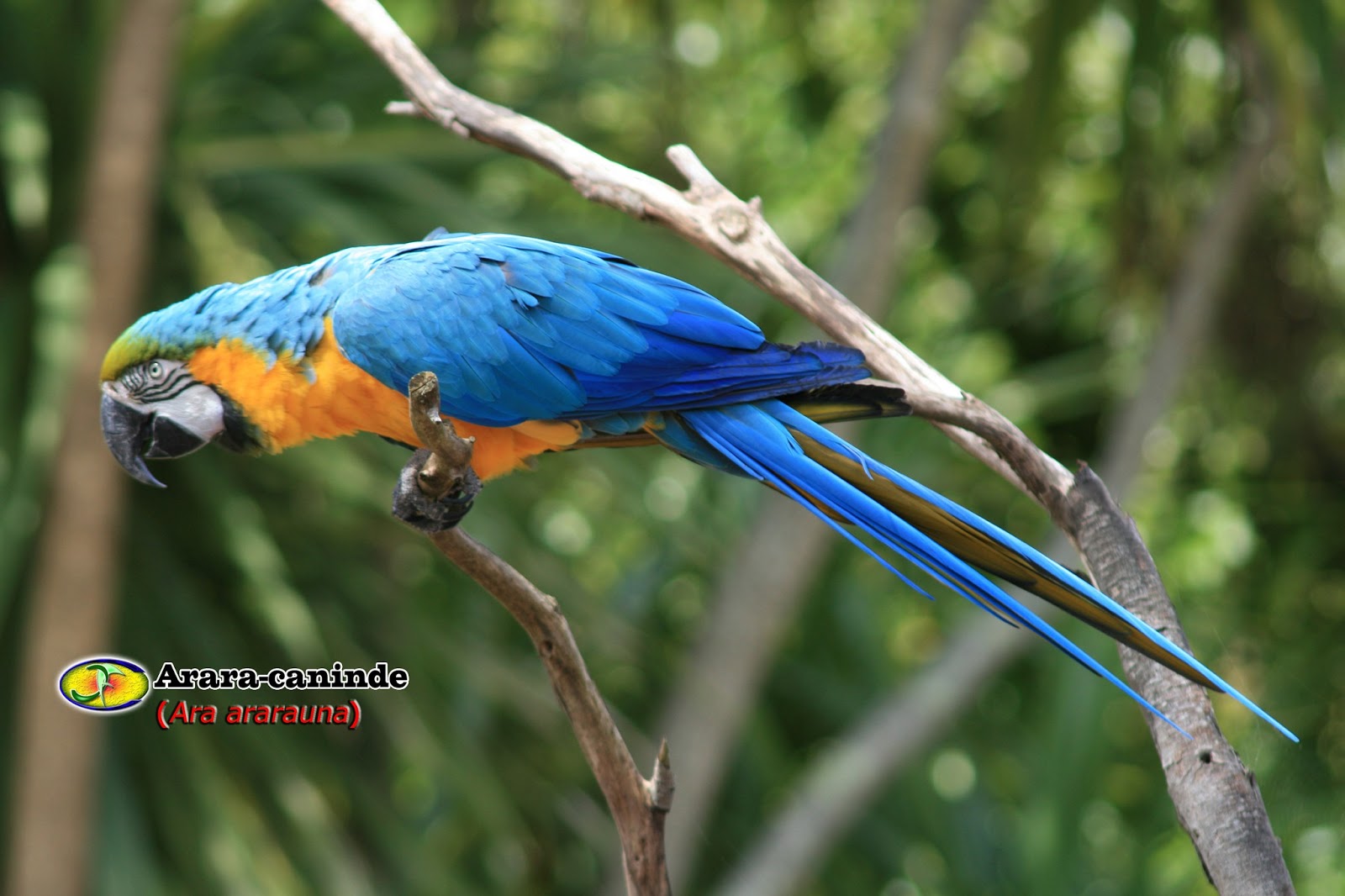 ORNITOLOGIA: Arara-canindé (Ara ararauna)