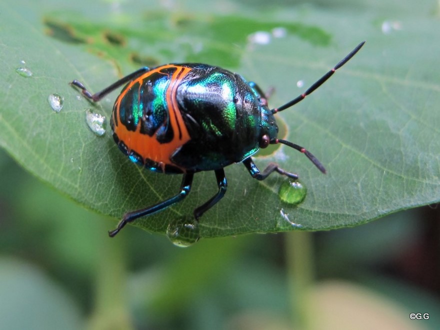 Nature Wonders Gershonized: Papua New Guinea collection of insects 9_2011