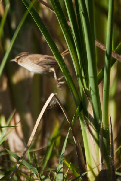 foto y natura: Duendes del tular