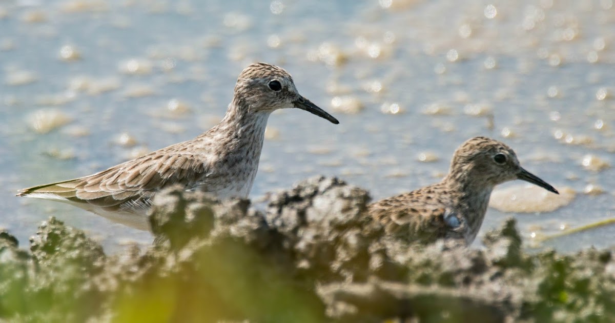 A Breath of Nature: Least Sandpiper