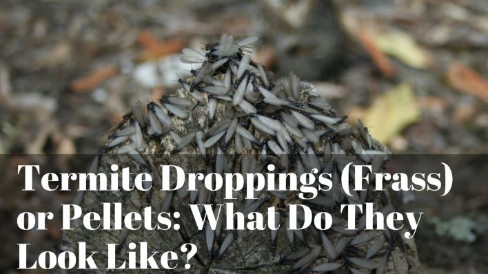 Termite Droppings (Frass) or Pellets: What Do They Look Like? - Pest ...