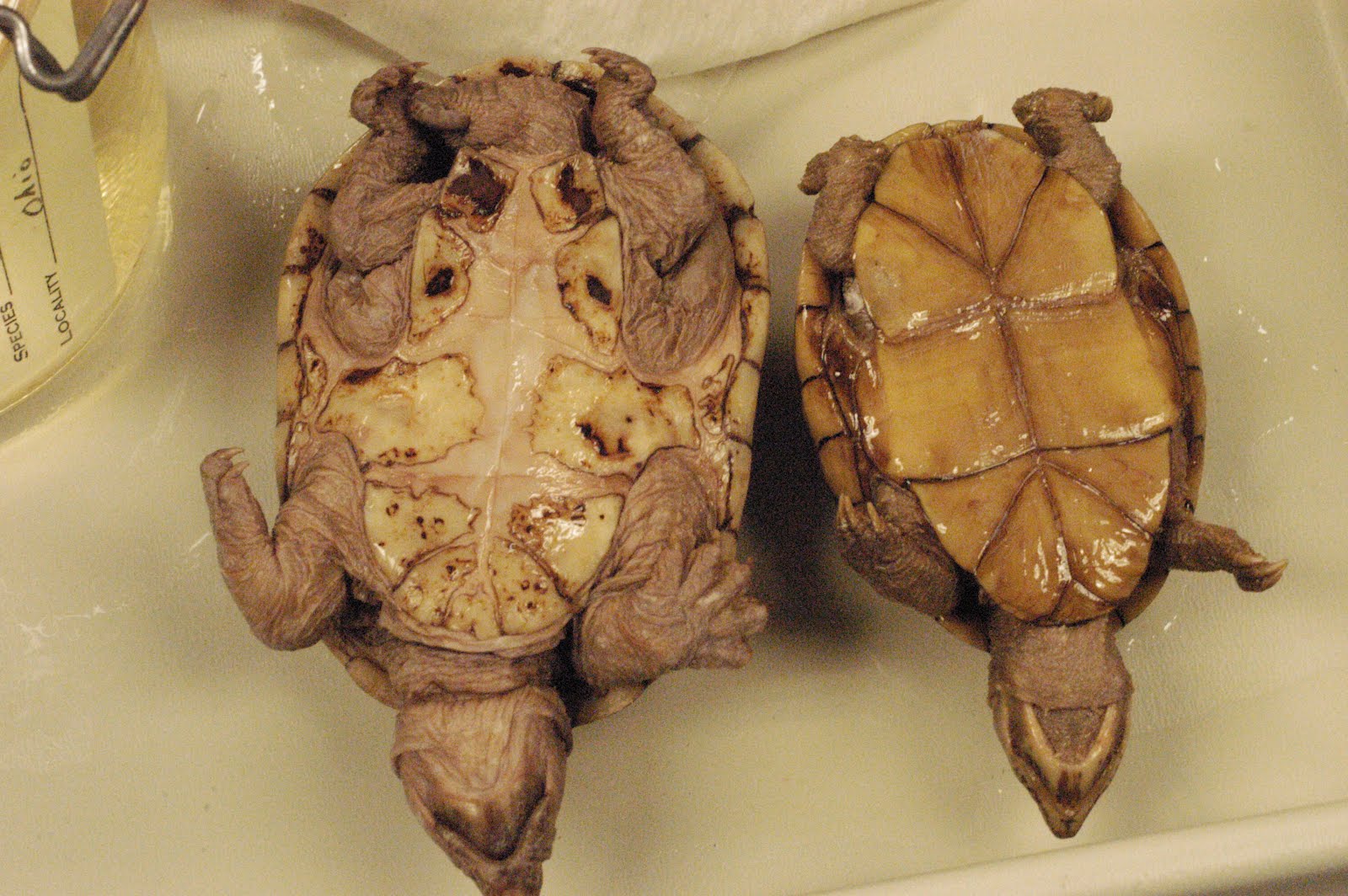 Biology of the Reptilia: Lab 2: Testudines (Brad and Michelle)