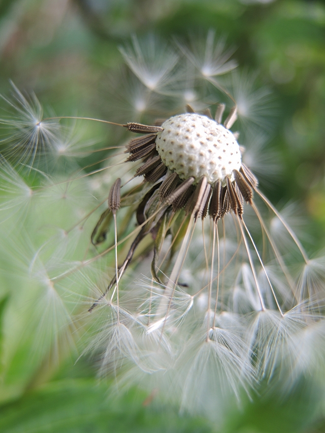 Moois van ' M(i)e': "blaasbloemen"