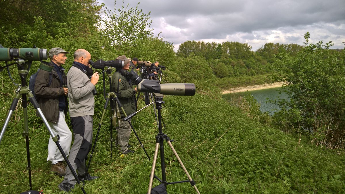 Tick 'n' go Birding: Kentish Plover at Pitstone Quarry.