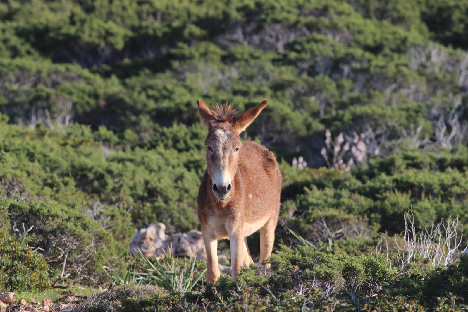 Mammals of Cyprus - Τα θηλαστικά της Κύπρου by George Konstantinou ...