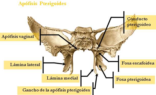 HUESO ESFENOIDES | Wikimedici