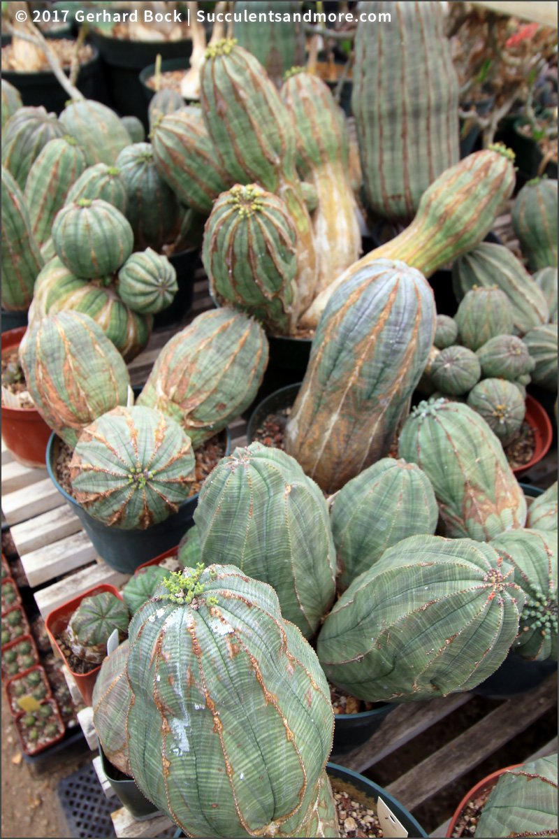 Field trip to Poot's Cactus Nursery (part 1)