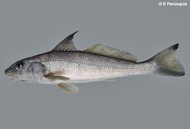 Peixe Betara | Menticirrhus spp.