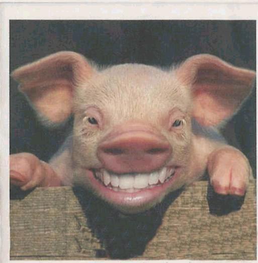 Funny Pics: Animal Funny Faces Pics