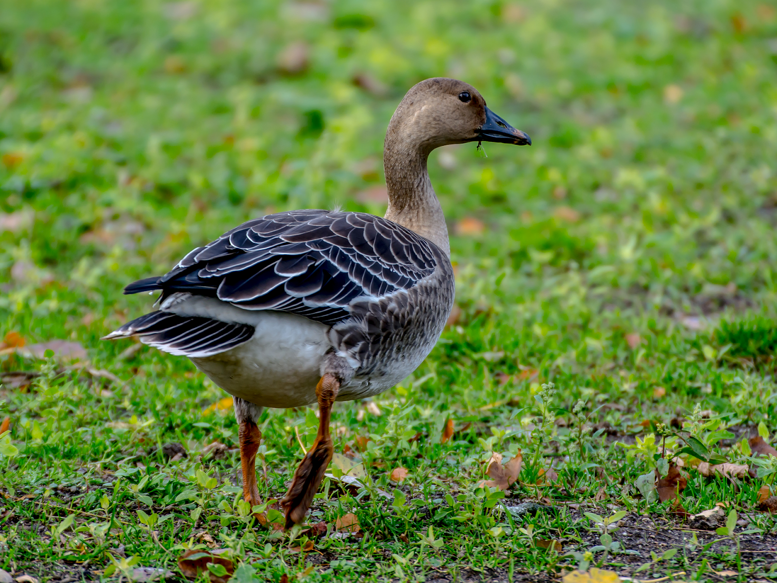 Na przelotach ... cz. II, Gęś tundrowa (Anser fabalis rossicus)
