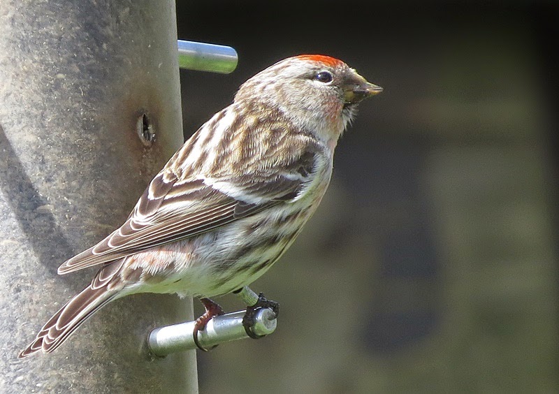 Redpoll or Linnet? | BirdForum
