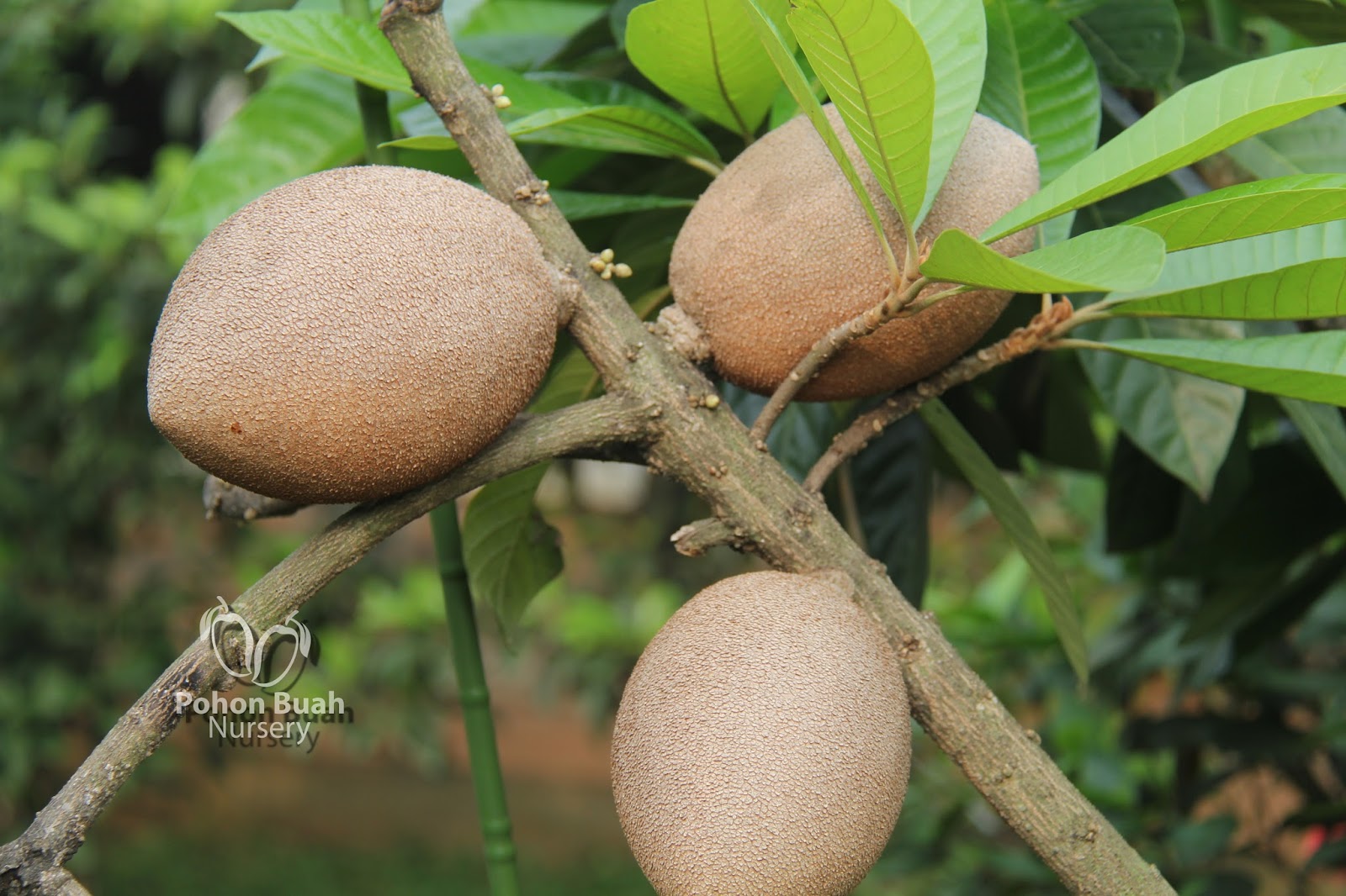 PBN: Mamey Sapote Var Magana