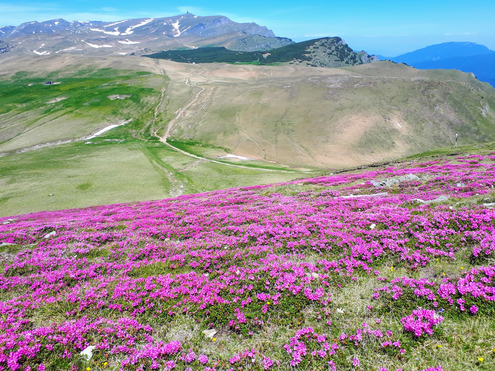 Impresii de calatorie: 31 mai 2018, plin sezon la rododendron in Bucegi