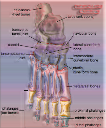 Bones of the Pelvic Girdle and Lower Limb ~ Anatomy for MSP
