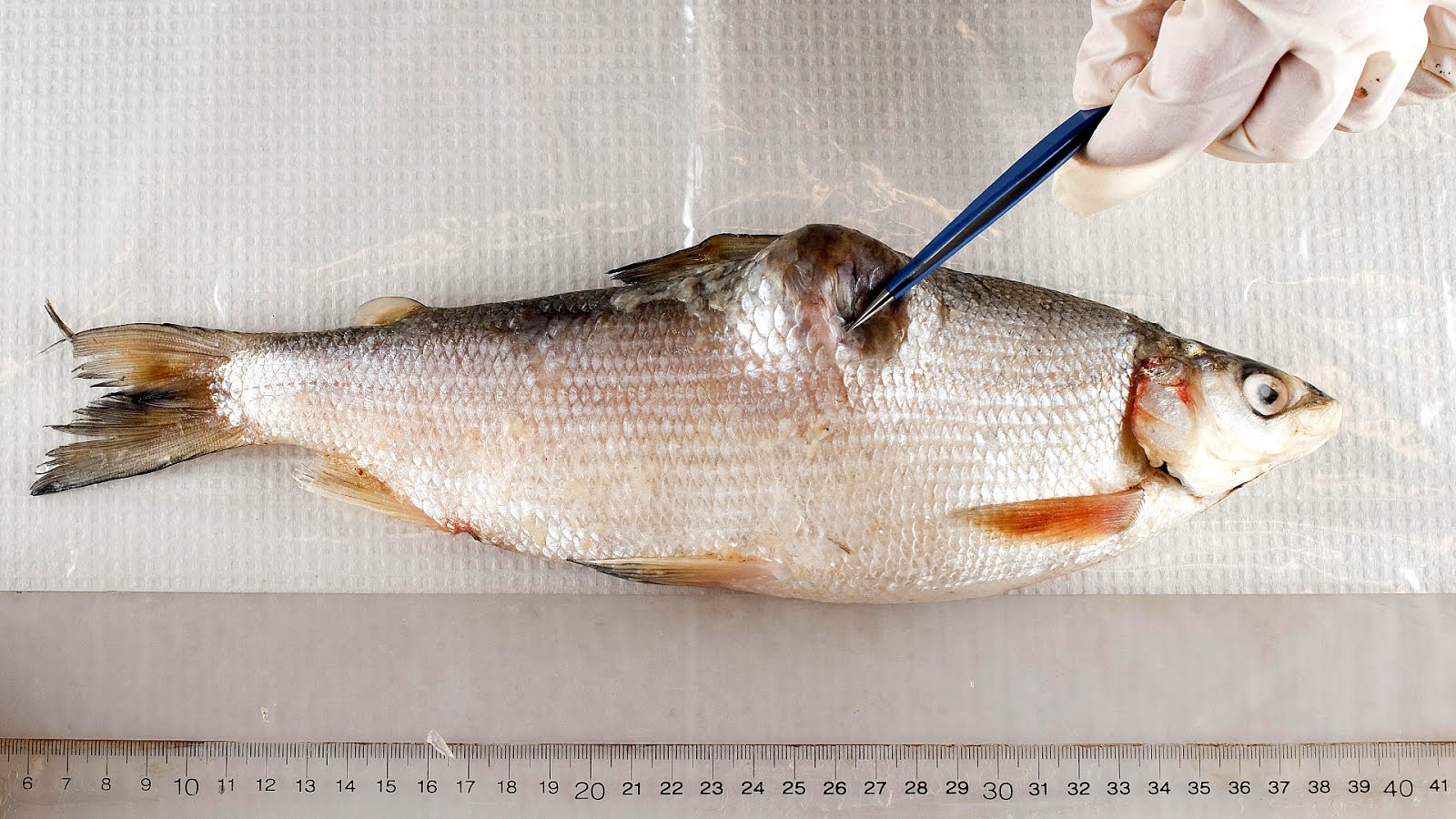 Cloning - Fish Cloning - Fish Choices