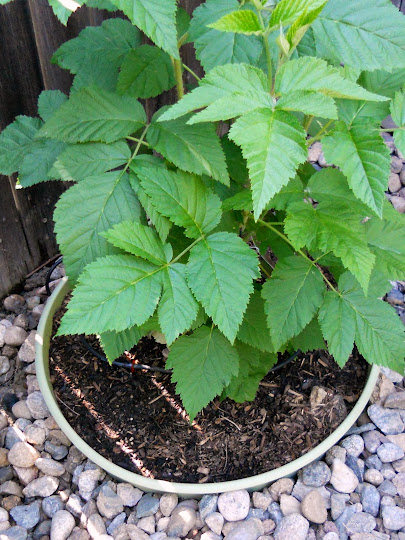 Just Another Hang Up: Planting Raspberries in Containers on Bloomin ...