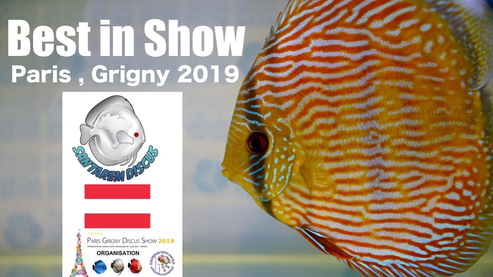 Discus Since 1987 : Factory "Champions" Santarem Discus Discus in Amazon