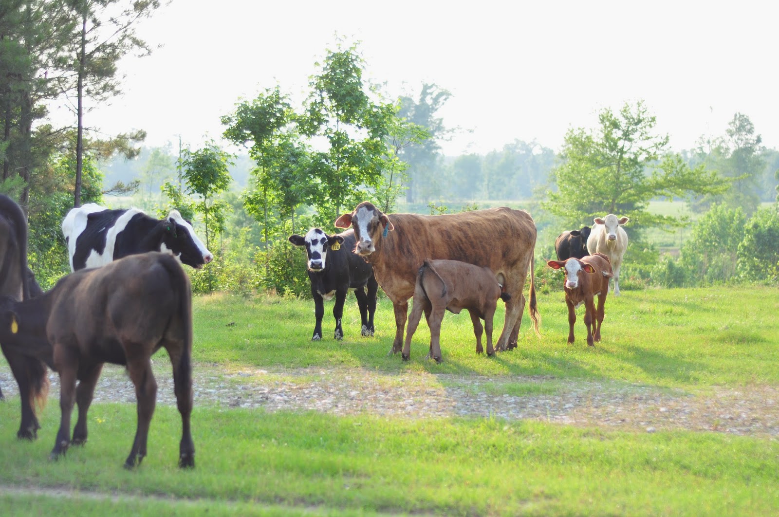 The Honey Pot: Cow Camp