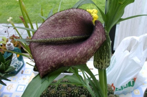 Jenny Eka Maryanty: bunga - bunga unik dan teraneh di dunia