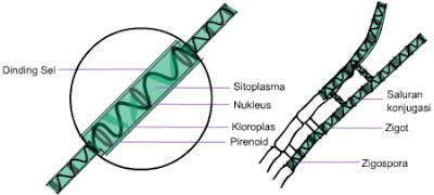 CHLOROPHYTA MULTISELULER. traits, habitat, cell structure, reproduction ...