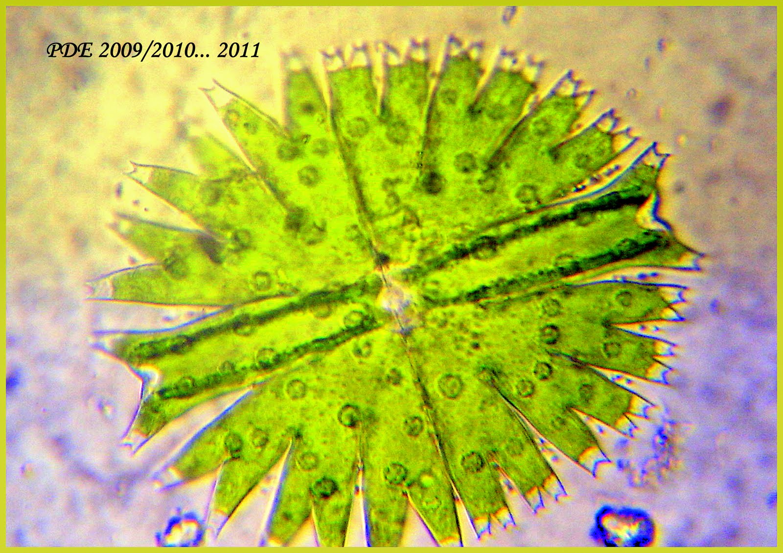 Cultivo de Microalgas em Fotobiorreatores: Revelando a beleza de nossas ...