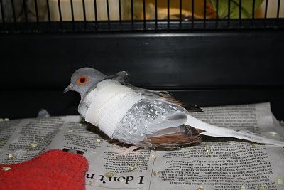 Mis amigas las palomas: Tratamiento ALA ROTA