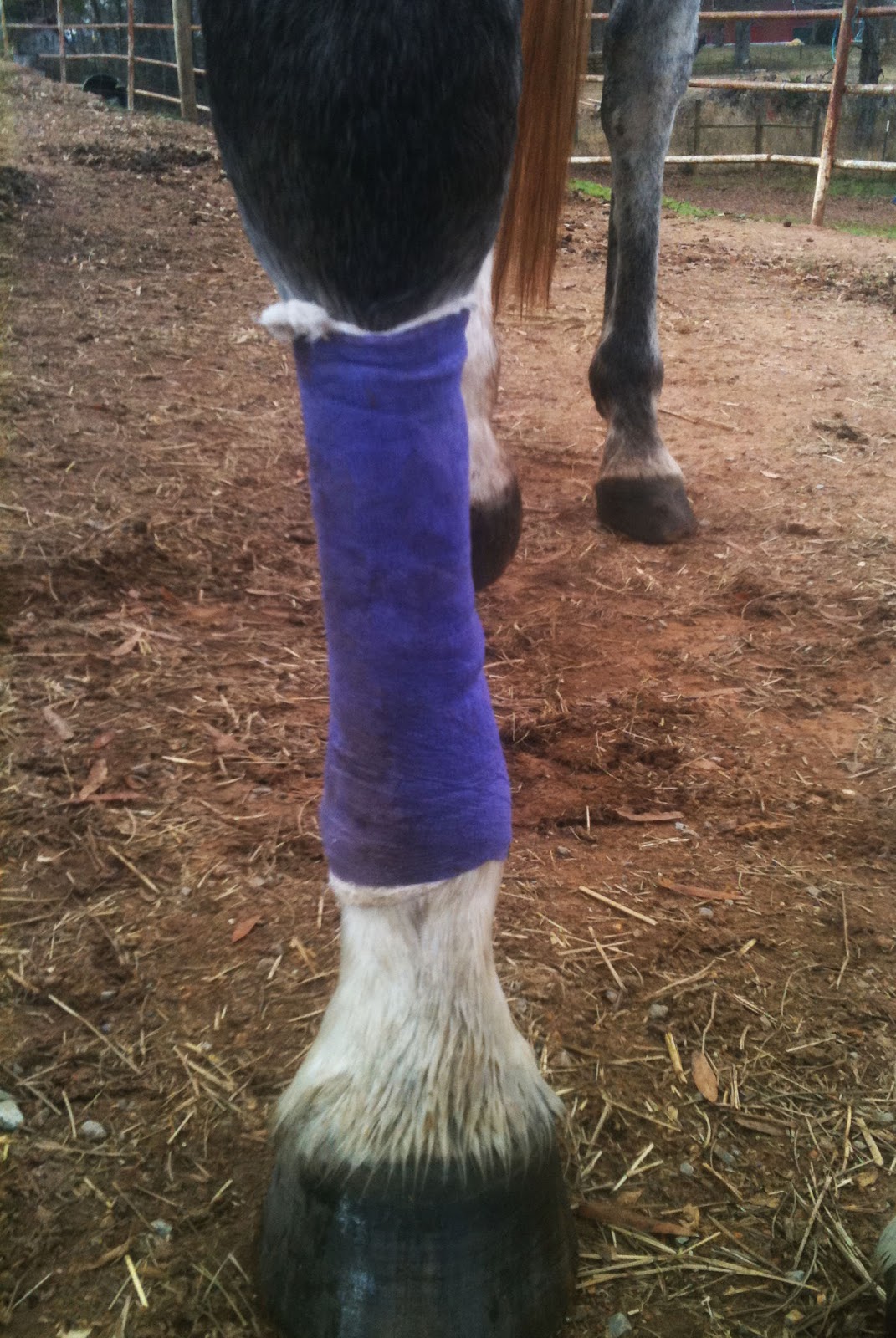 Springstone Horses: A Guerrilla Guide to Vet Care- First Aid 101