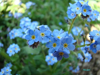 Flores, cultivo e significado das flores: Miosótis, significado de ...