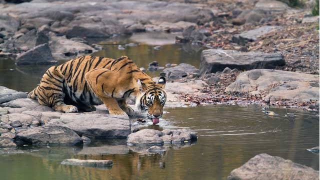 Indian Tiger Diaries: Machali - Lady of the Lakes