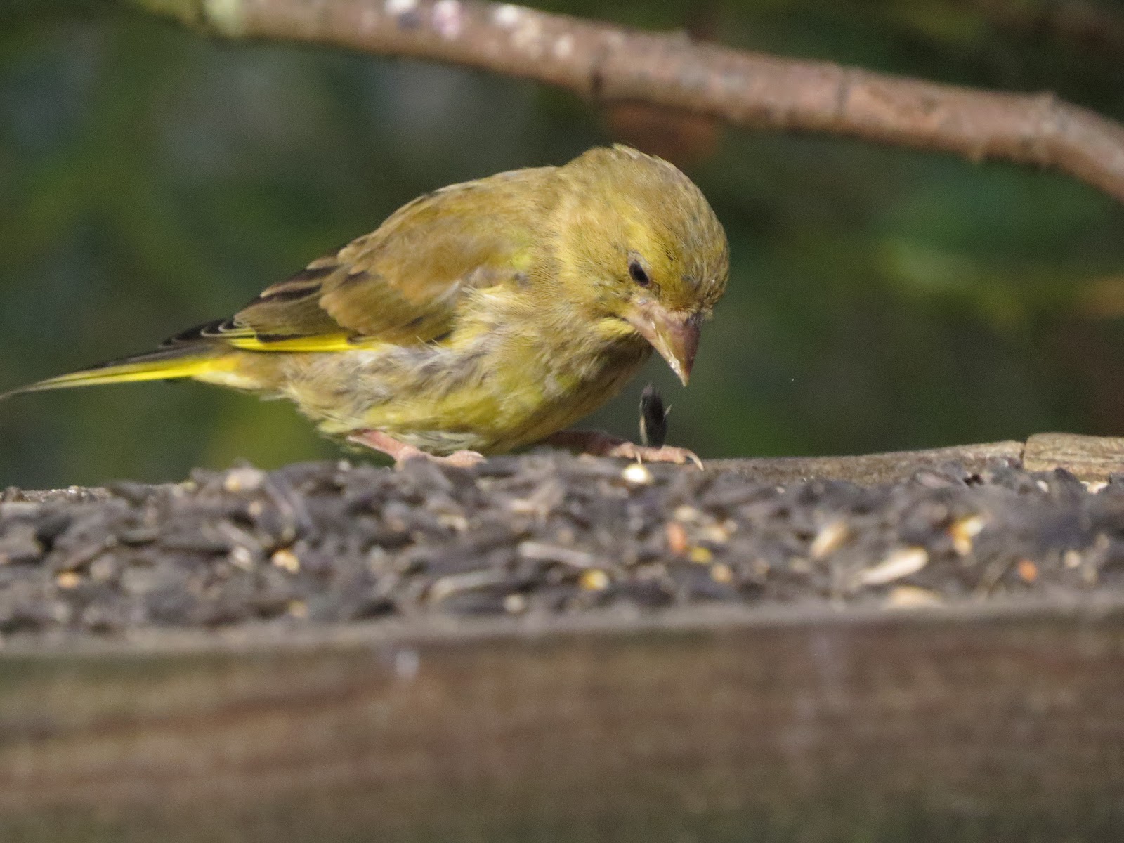 Suffolk Birdwatcher: Sculthorpe Moor - 24/10/2018
