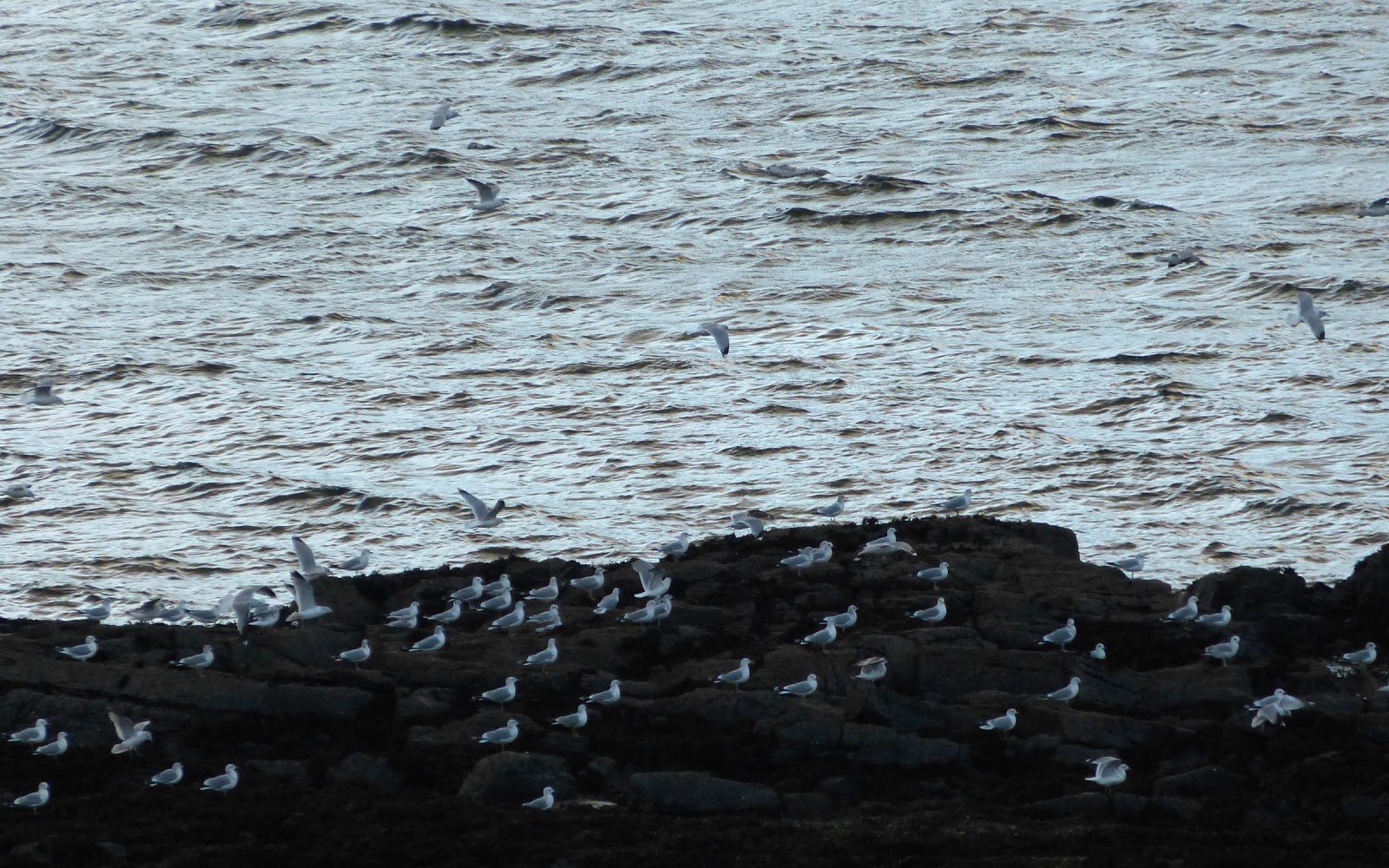 A Kilchoan Diary: Gull Invasion