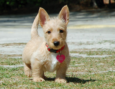 Rocky Creek Scottie Adventures: THERE'S A NEW SCOTTIE ON THE BLOCK..