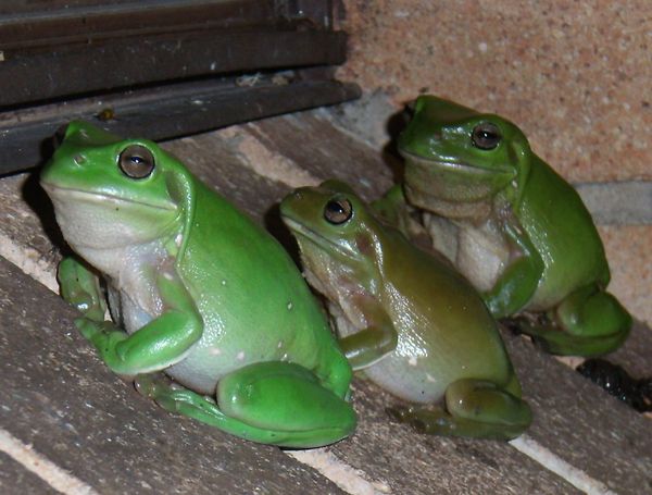 Highest Branch: Three Little Frogs