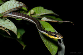 Ular Asli Indonesia: Colubridae