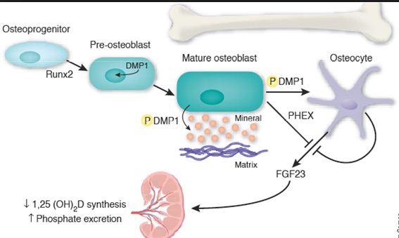 Sclerostin Of Sclerostin |Genetic Engineering Info