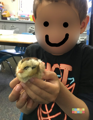 Tips for Hatching Chicks in the Classroom!