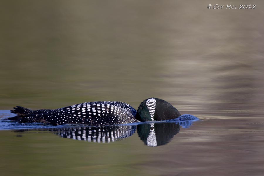 Country Captures: Common Loon