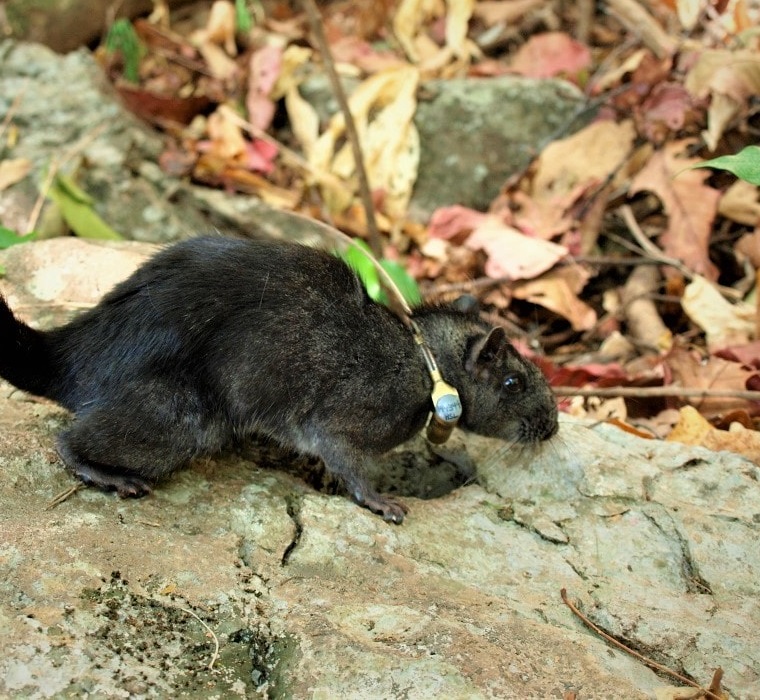 Species New to Science: [Mammalogy • 2020] Laonastes aenigmamus • Using ...