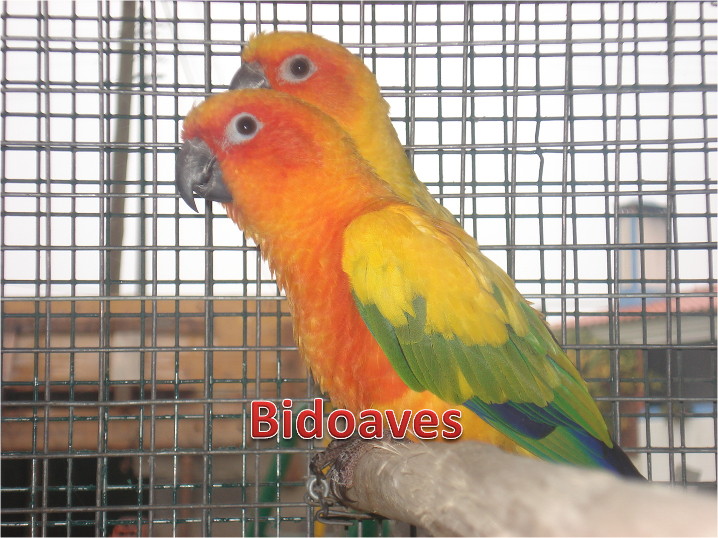 Bidoaves: Aratingas