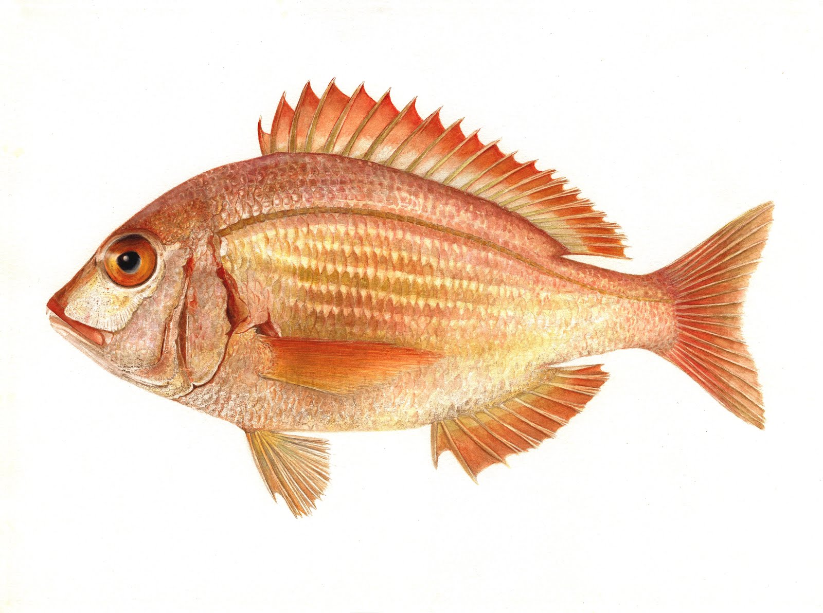 Pargo - Sofia Caranova