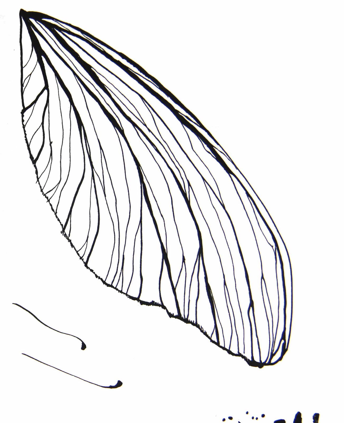 Bricks, Bones and feathers: butterfly wing skeleton