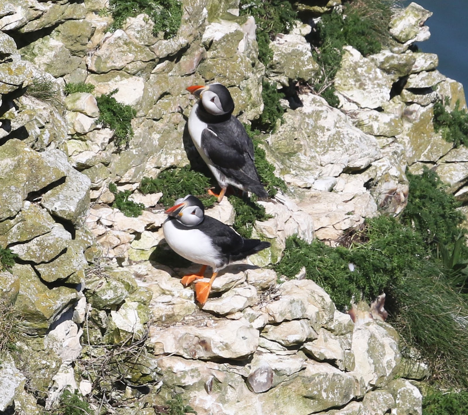 Simon and Karen Spavin: Puffins, Bempton Cliffs