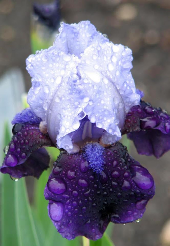 World of Irises: Neglectas: Iris Color Terminology