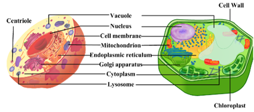 GCSE Bio: LIFE PROCESSES